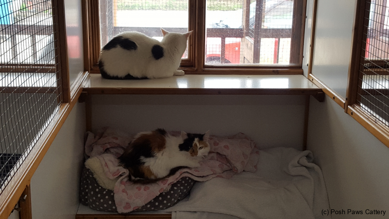 Gallery – Posh Paws Cattery