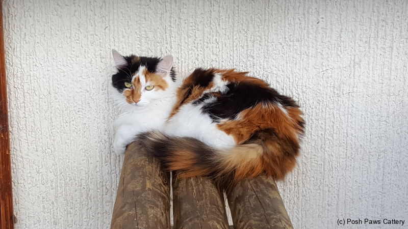 Gallery – Posh Paws Cattery