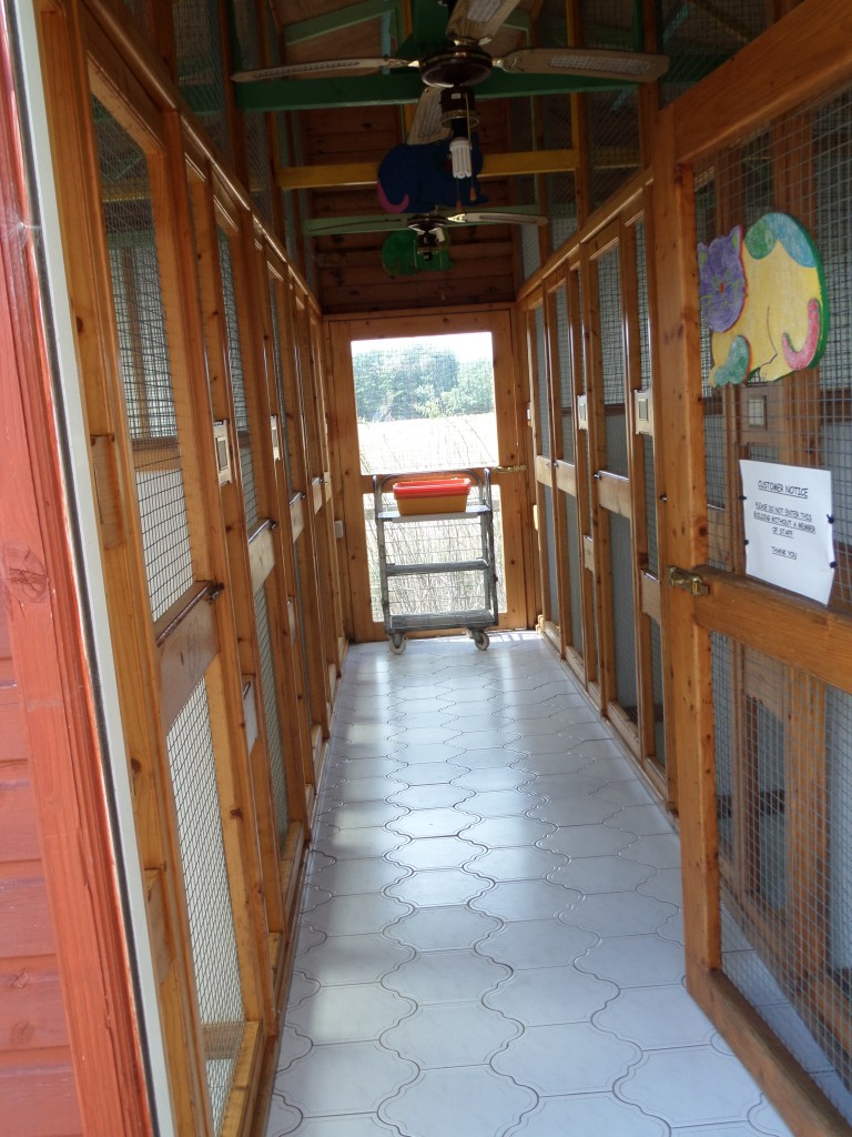 About Us – Posh Paws Cattery